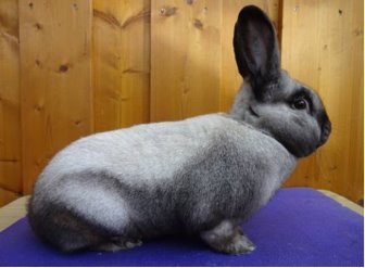 Présentation Sallander – CELEC